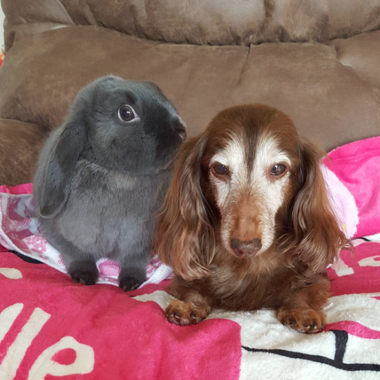 Nothing is Cuter Than These Dogs Playing With Bunnies | The Dog People ...