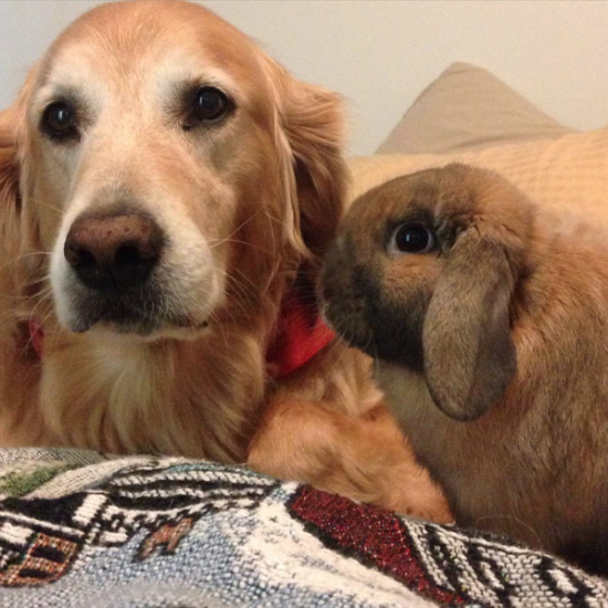 Nothing is Cuter Than These Dogs Playing With Bunnies | The Dog People ...