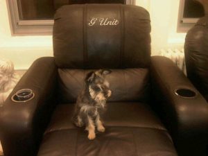 Celebrity Dog Names: The Best Picks from Hollywood