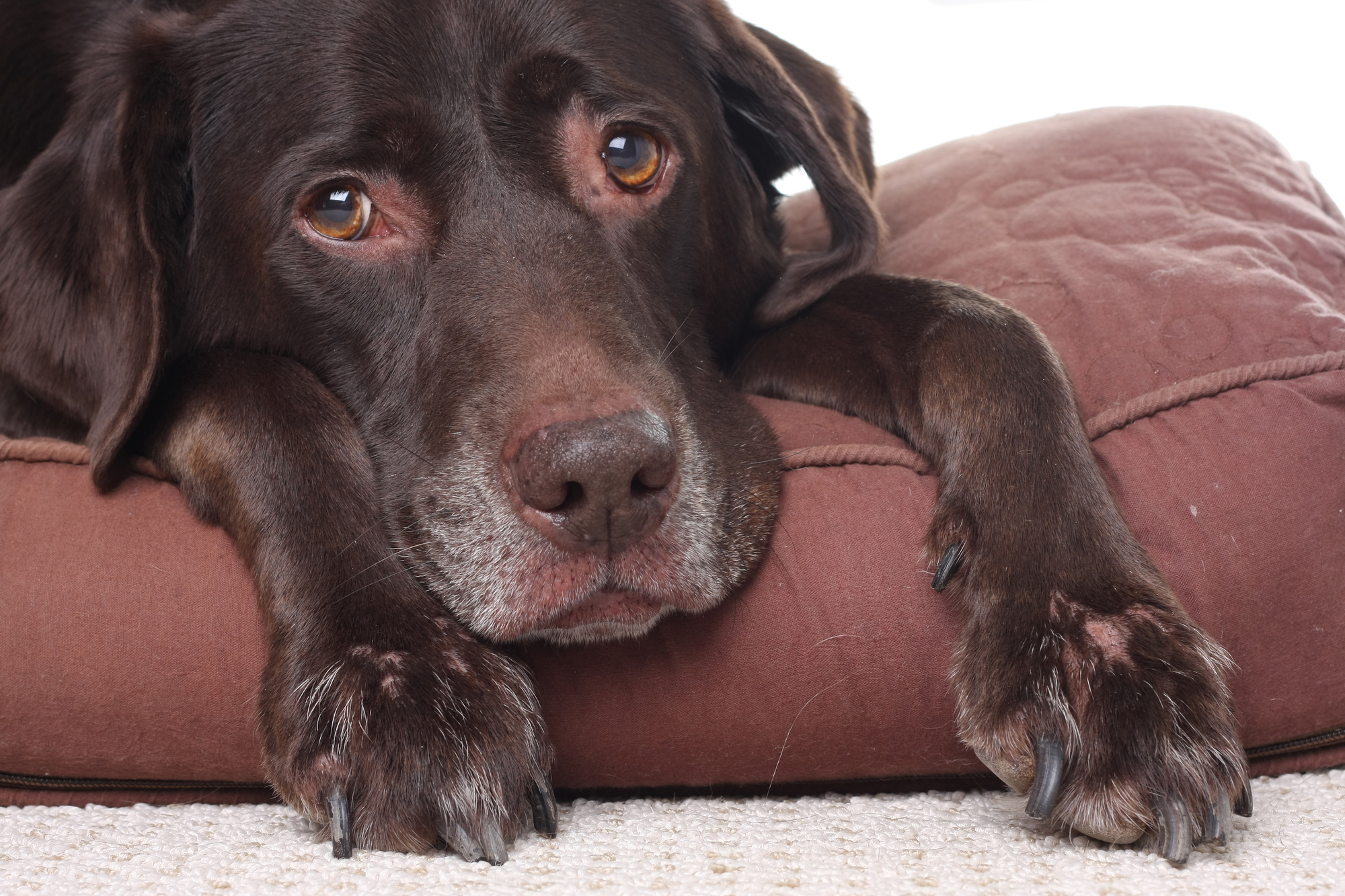 Degenerative Joint Disease in Dogs: When Mobility Is an Issue, Here's ...