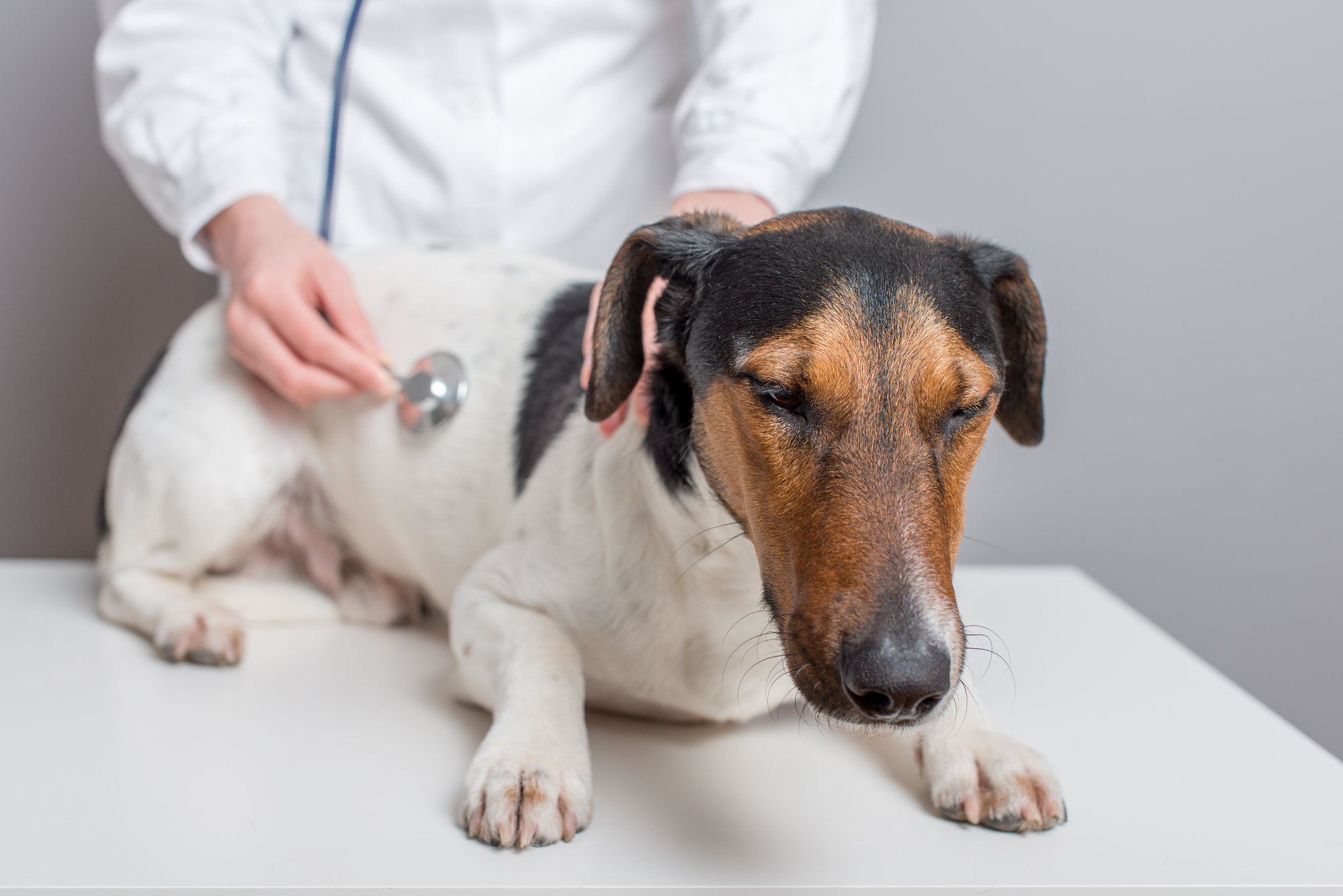 What to Do When There's a Pet Emergency During the Holidays | The Dog ...