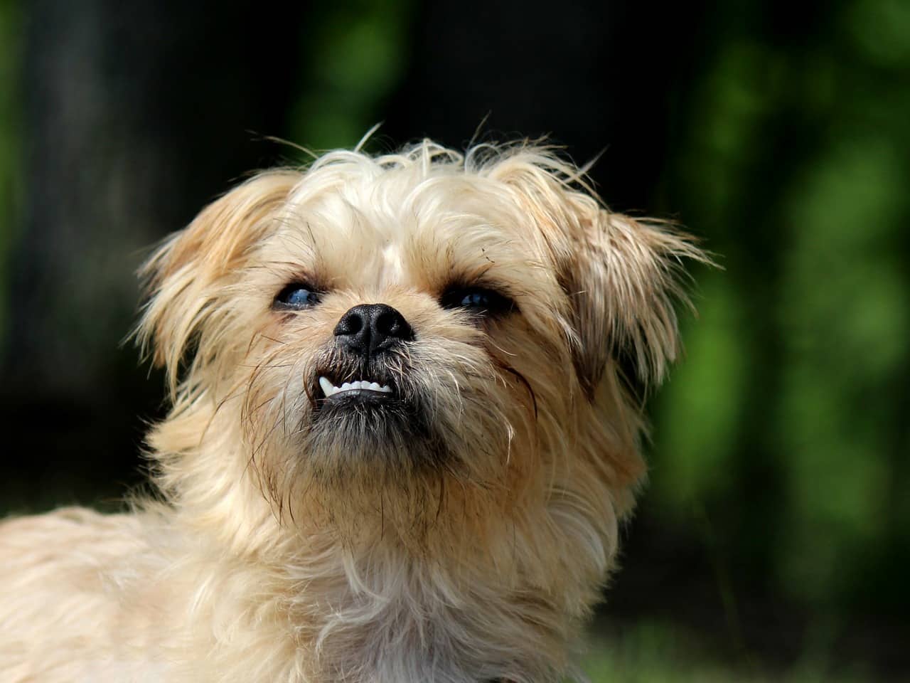 Get to Know the Itty-Bitty Brussels Griffon | The Rover Blog