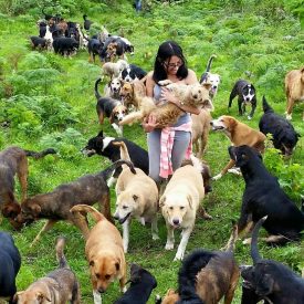 The Incredible Costa Rica Dog Sanctuary Where 900 Strays Roam Free