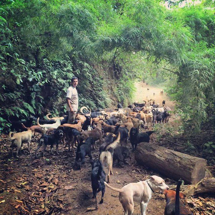 See the Incredible Costa Rica Dog Sanctuary Where Over 900 Strays Roam Free