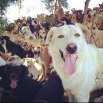 The Incredible Costa Rica Dog Sanctuary Where 900 Strays Roam Free