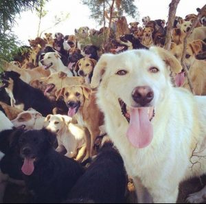 The Incredible Costa Rica Dog Sanctuary Where 900 Strays Roam Free
