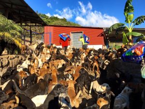 The Incredible Costa Rica Dog Sanctuary Where 900 Strays Roam Free
