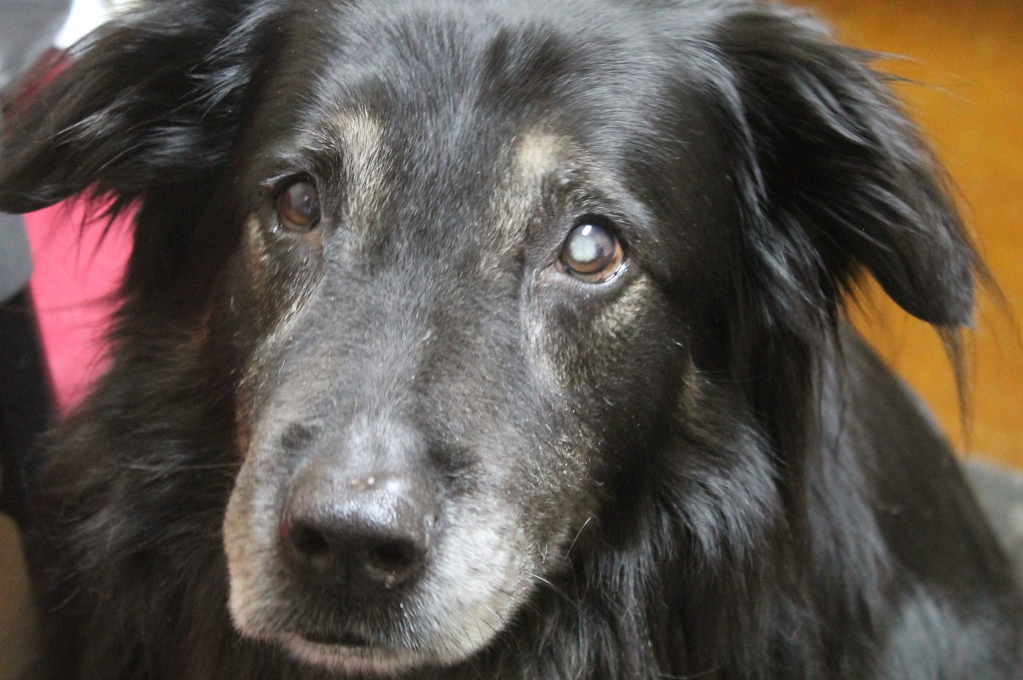 Why Are My Dog s Eyes Cloudy Causes Of Cloudy Eyes Why Are My Dog s Eyes Cloudy Causes Of Cloudy Eyes