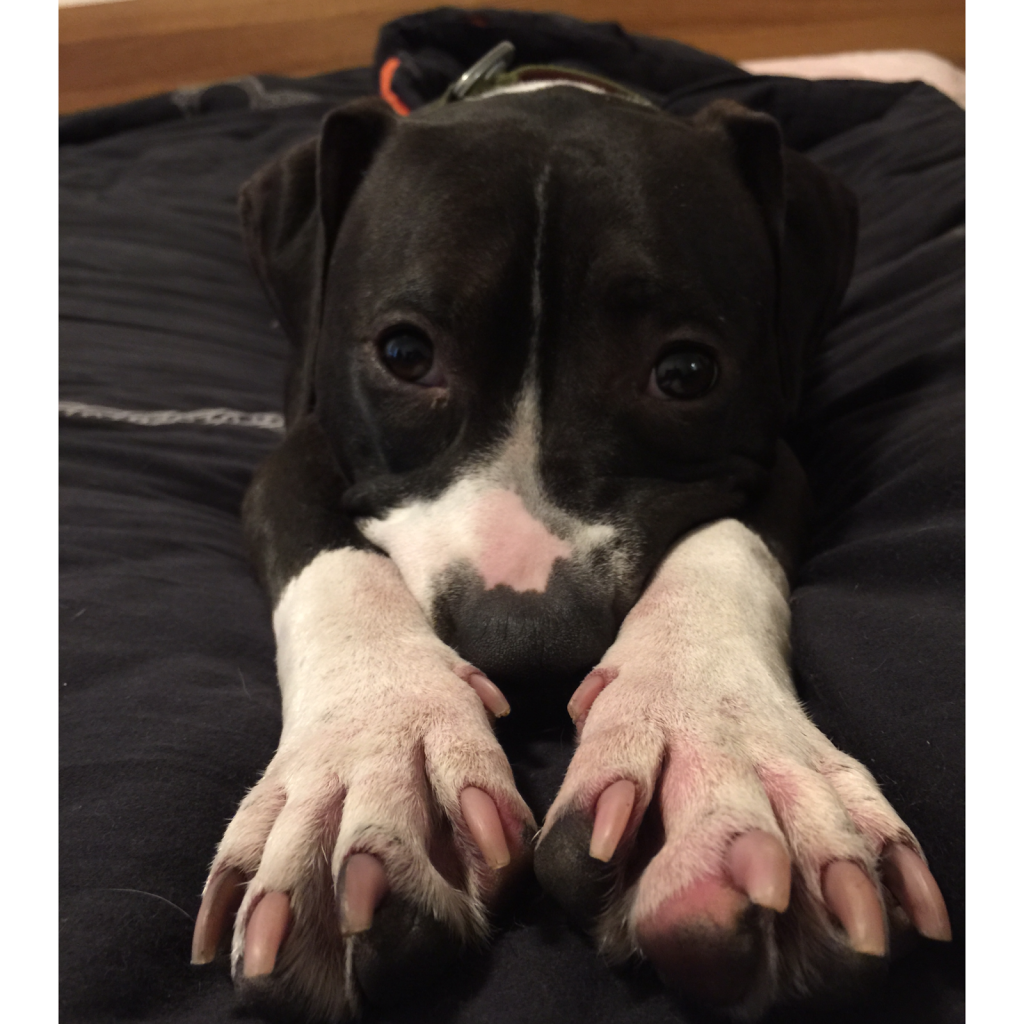 True Story: I Adopted a "Bad" Dog, and I'd Do it Again in a Heartbeat ...