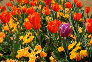 Poisonous Flowers: 10 of the Most Popular Varieties that are Bad for Dogs