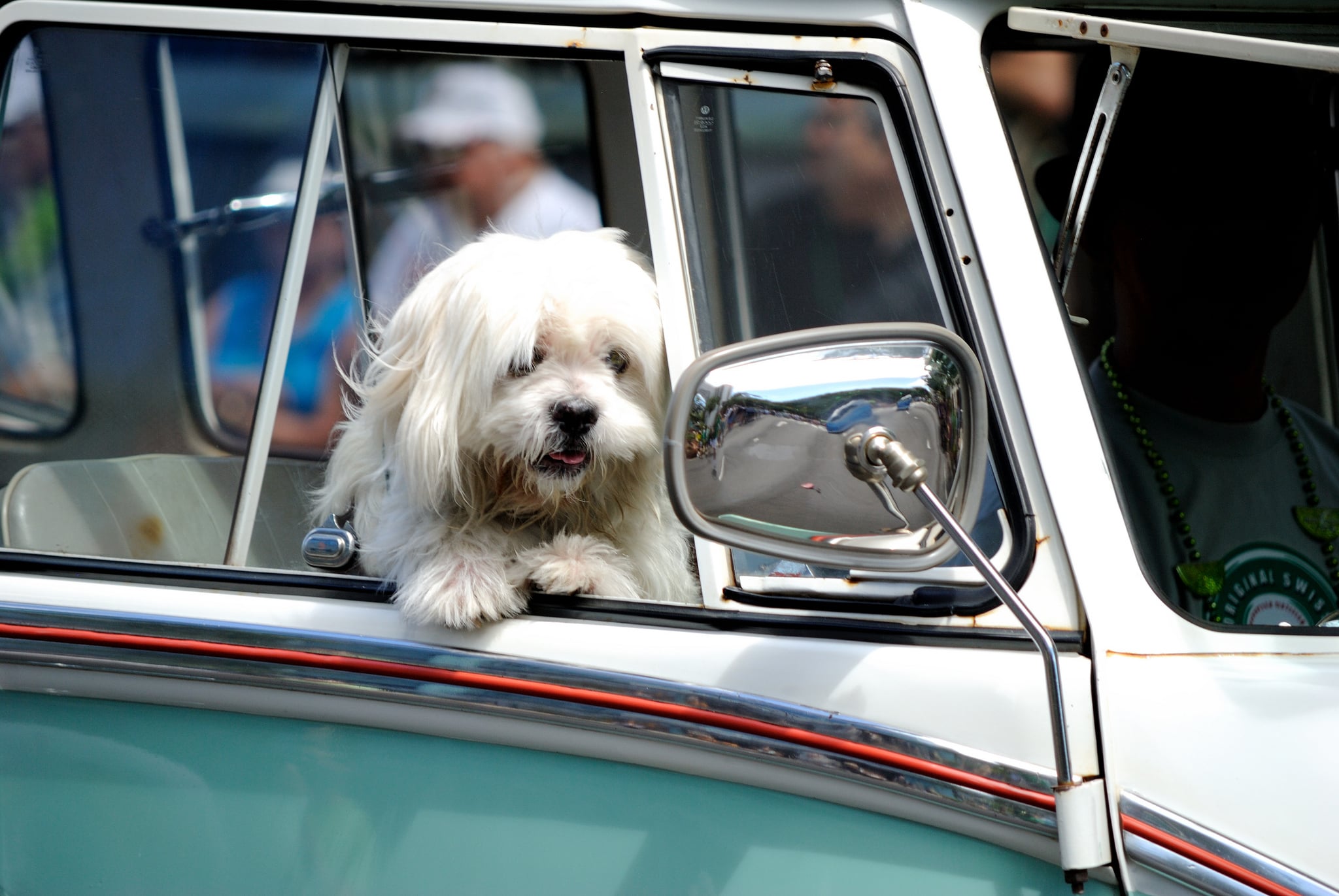 5 Easy Tips For Keeping Your Dog Safe In The Car The Dog People By 5 Easy Tips For Keeping Your Dog Safe In The Car The Dog People By