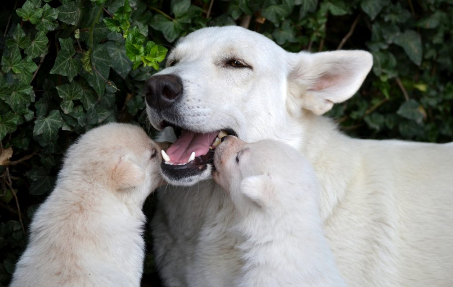 Dog Moms: 11 Cuddly Canines to Celebrate Mother's Day
