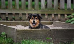 Dog Digging Up Your Yard: Here are 7 Tips to Stop Them