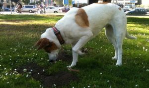 Dog Digging Up Your Yard: Here are 7 Tips to Stop Them