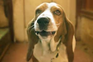 9 Most Talkative Dog Breeds | The Dog People by Rover.com