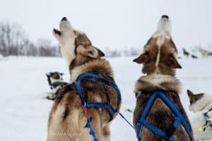 9 Most Talkative Dog Breeds | The Dog People by Rover.com