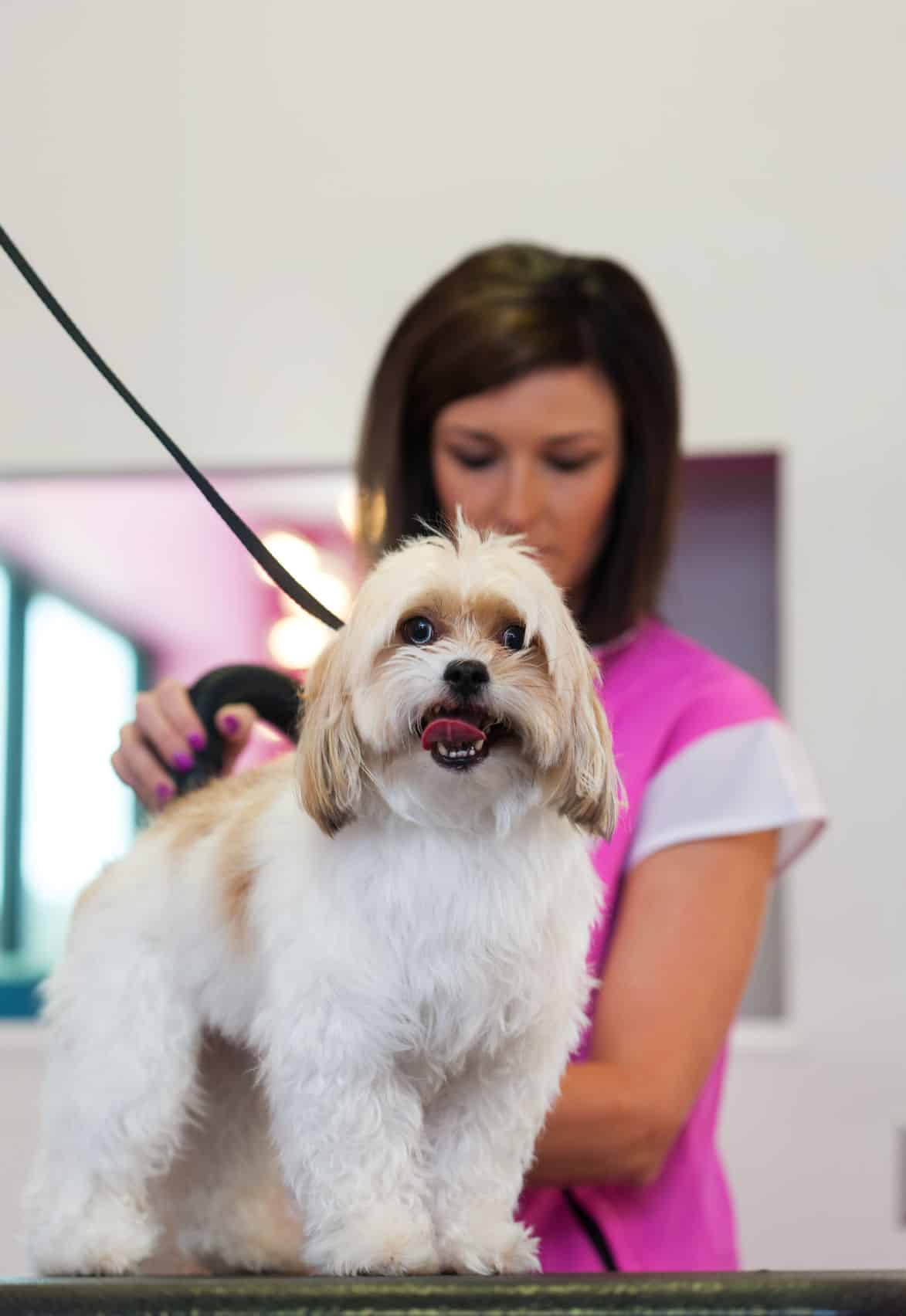 Meet the Peekapoo: Your Ultimate Guide to Peekapoo Puppies, Haircuts ...