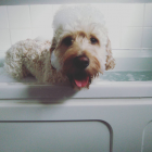 Why Do Dogs Go Crazy After A Bath? Post Bath Zooms Explained