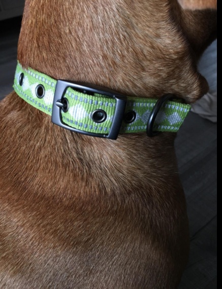 A Guide to Buying the Best Dog Leash | Rover Blog