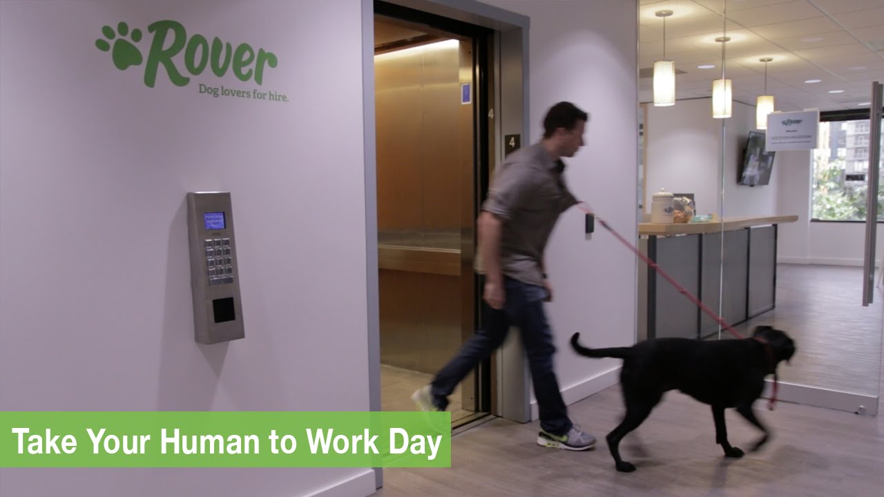What Happens When Dogs Take Over the Office—and the Humans Take a Nap ...
