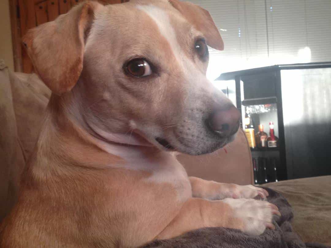 Dognition Review: We Tried this Dog Intelligence Test to Find Out if it ...