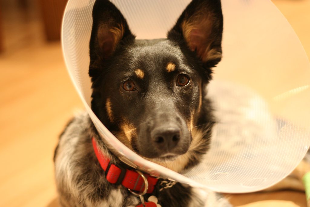 This Common Kitchen Material Could be Deadly for Your Dog | The Dog ...