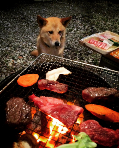 The Ultimate Guide to BBQs for Dogs and Their Owners | The Dog People ...