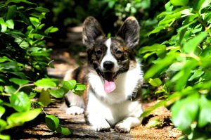 Corgi Grooming: The Essential Guide with Pictures of Haircut Styles