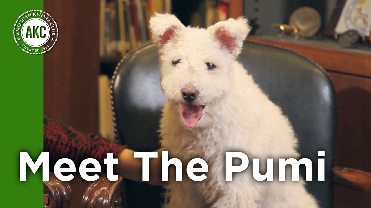 Meet the Pumi, the Newest Dog Breed with the Greatest Ears to Ever ...