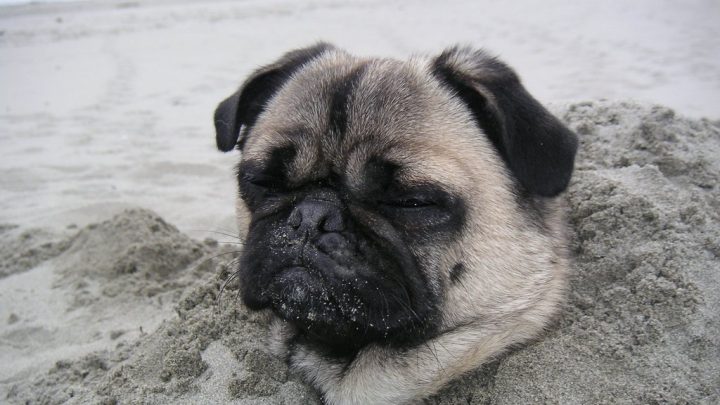 Why You Shouldn't Walk Dogs on a Beach in Windy Weather | The Rover Blog