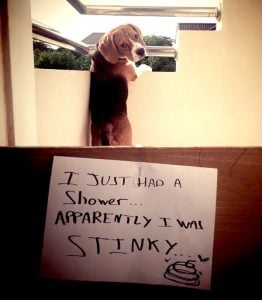 10 Stinkiest Dog Breeds (and What You Can Do About It!)