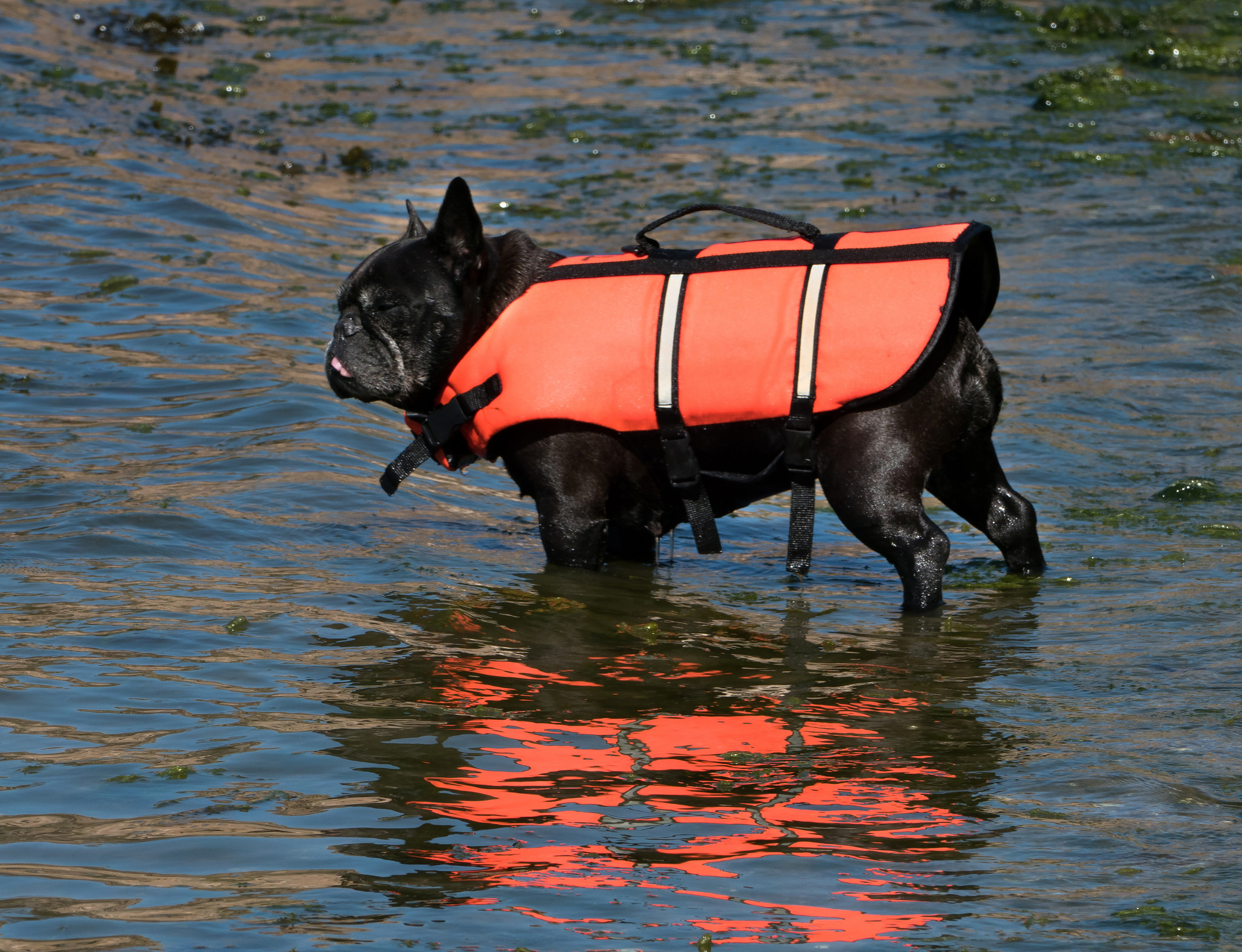 How to Teach Your Dog to Swim: Doggie Paddle 101