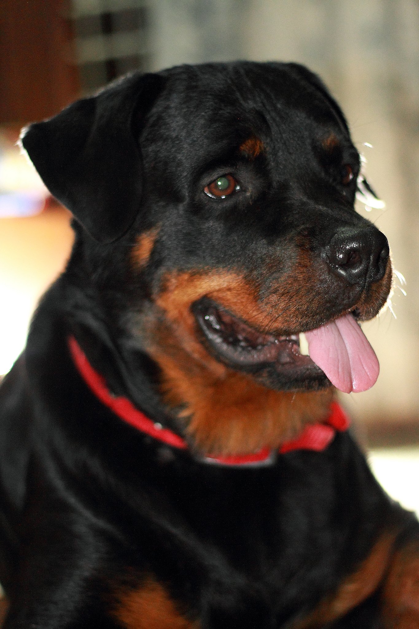 Why Do Rottweilers Lean On People