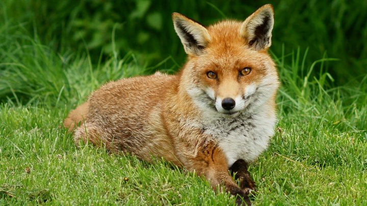 The Truth about Dogs vs. Foxes