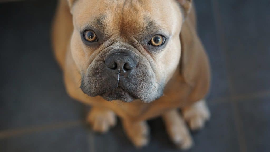 Can Dogs Have Cinnamon? You'll Have to Be Careful