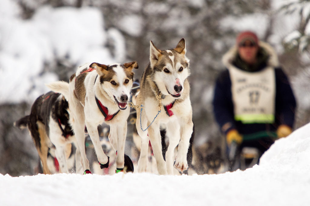 The Fastest Dogs in the World are as Amazing as Olympic Sprinters ...