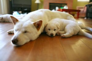 The Jindo Dog: Your Complete Guide to Korea's 53rd National Treasure