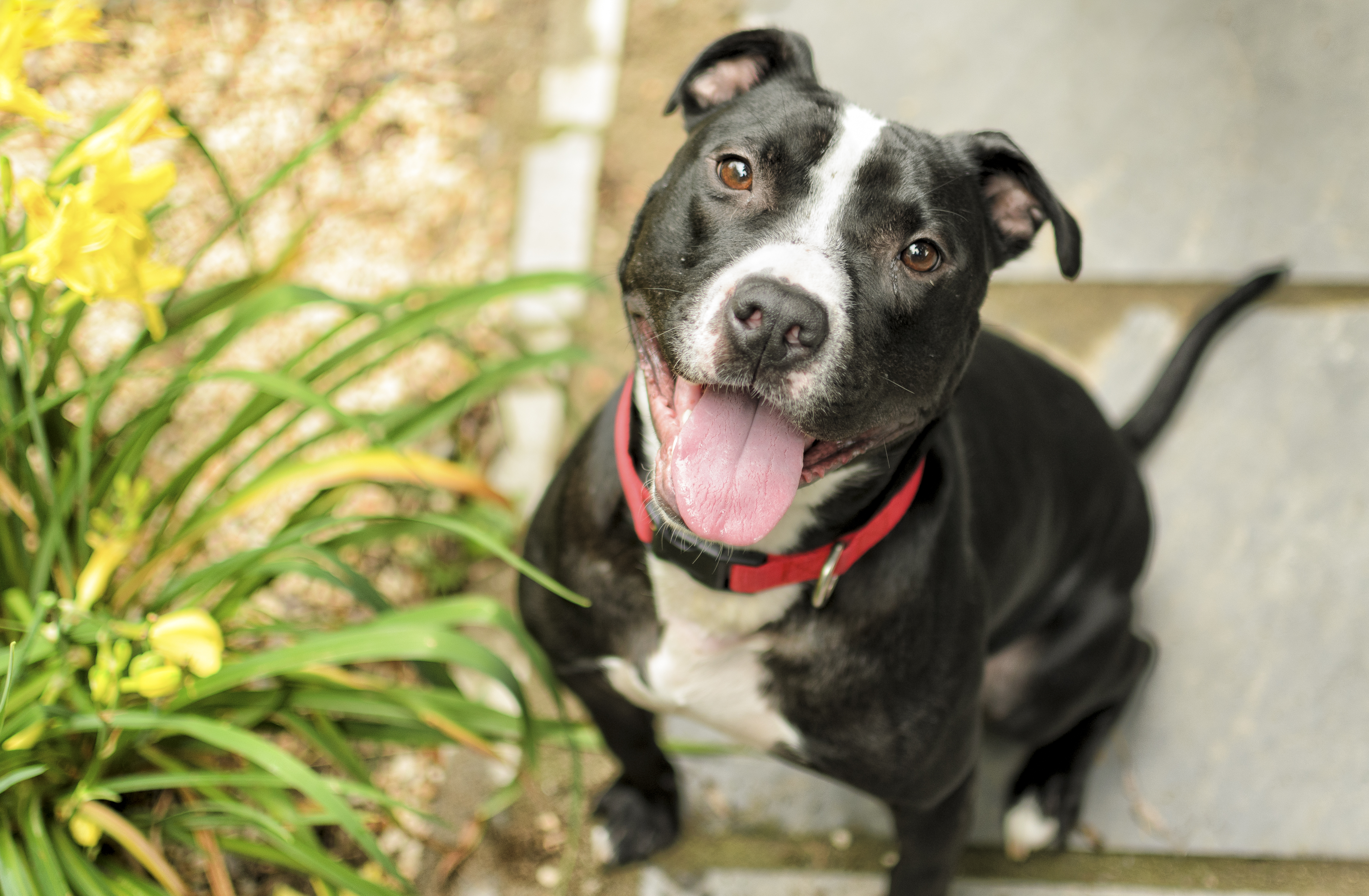 Steps To Getting A Dog