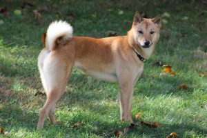 The Jindo Dog: Your Complete Guide to Korea's 53rd National Treasure