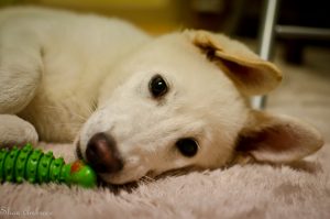 The Jindo Dog: Your Complete Guide to Korea's 53rd National Treasure