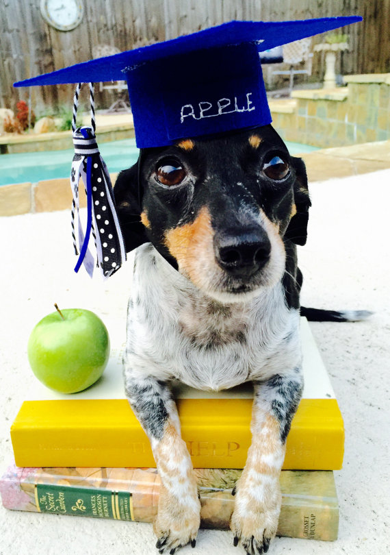 The 7 Basic Must-Haves for Training Your Dog | The Dog People by Rover.com