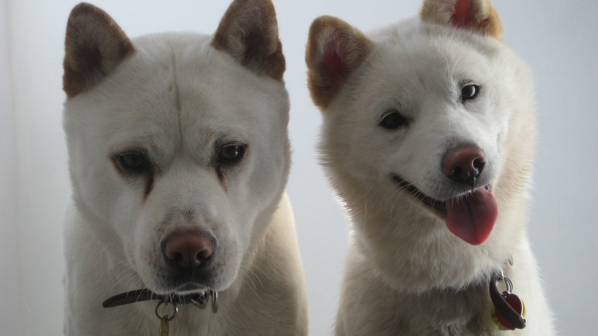 The Jindo Dog: Your Complete Guide to Korea's 53rd National Treasure
