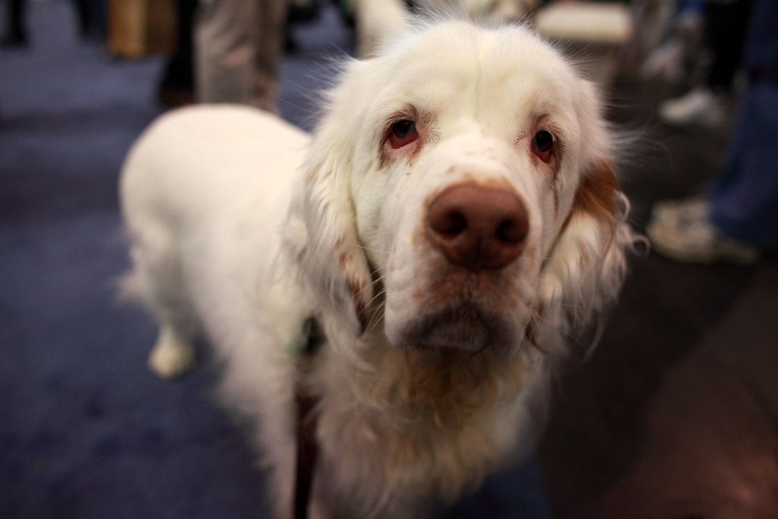 19 'lazy' dog breeds for laid back pet parents