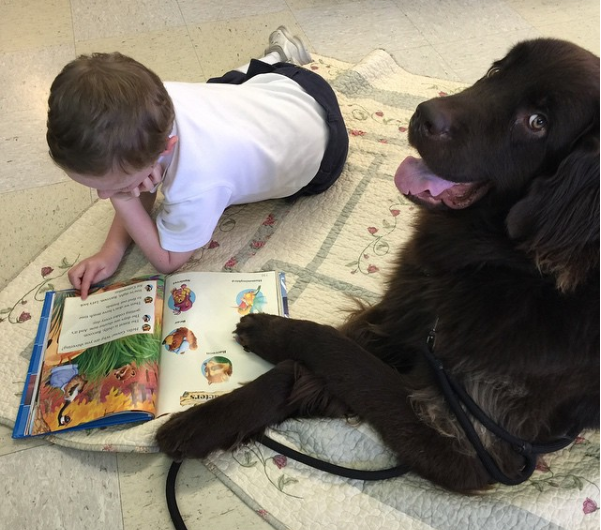 The 10 Best Dog Breeds for Book Lovers | Rover.com