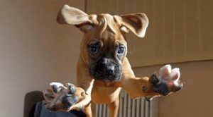 Boxer Puppies | Boxer Dog Puppy Size, Lifespan, Personality and More