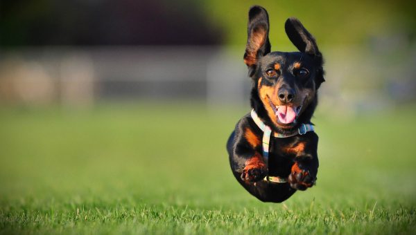 4 Ways to Test Your Dog's Intelligence | Rover.com