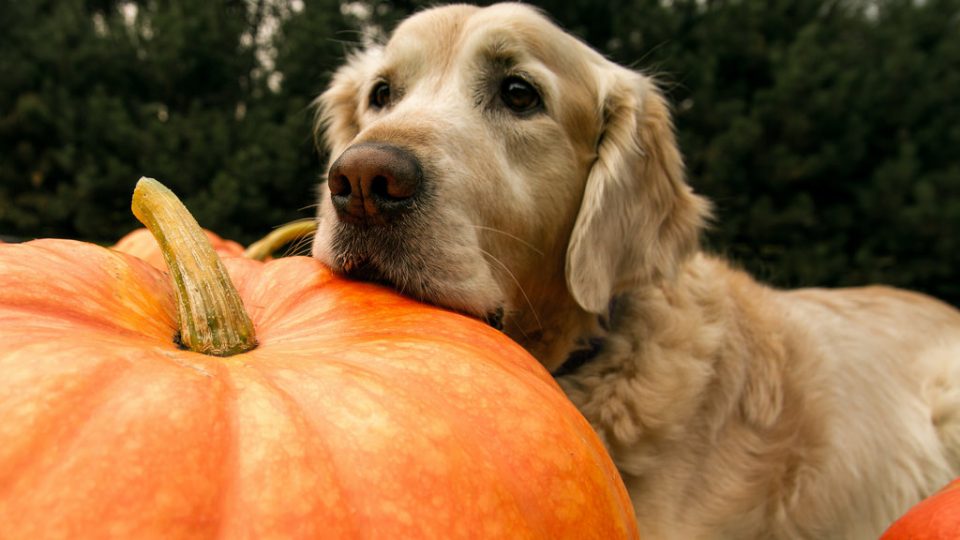 How Do You Treat Constipation In Dogs Pumpkin