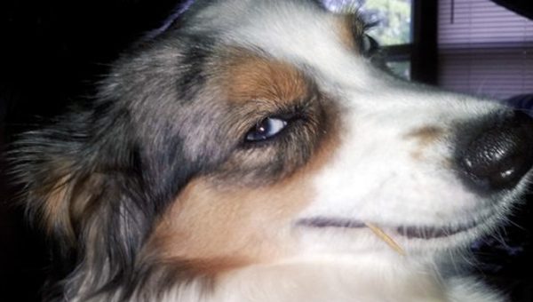 12 Cute Dogs with Nearly Human Faces | The Dog People by Rover.com