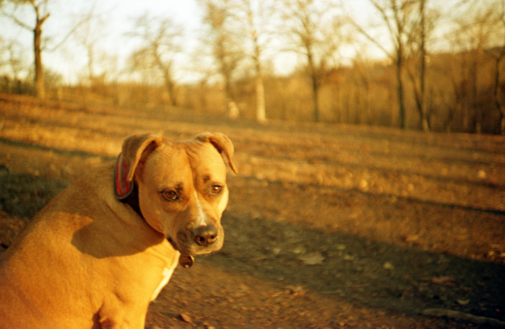 The 7 Top Dog Parks in Pittsburgh | The Dog People by Rover.com
