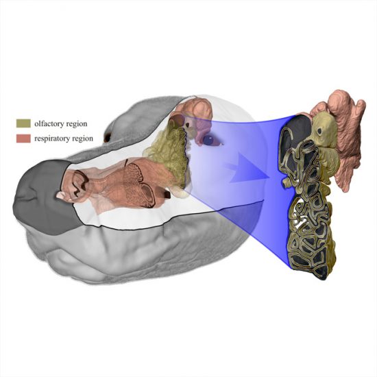 The Secret History of Your Dog's Nose | The Dog People by Rover.com